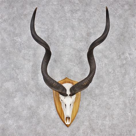 African Greater Kudu Skull And Horn European Mount Kudu Horns Taxidermy