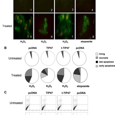 Visualization Of Apoptotic Cells By Fluorescent Microscopy And