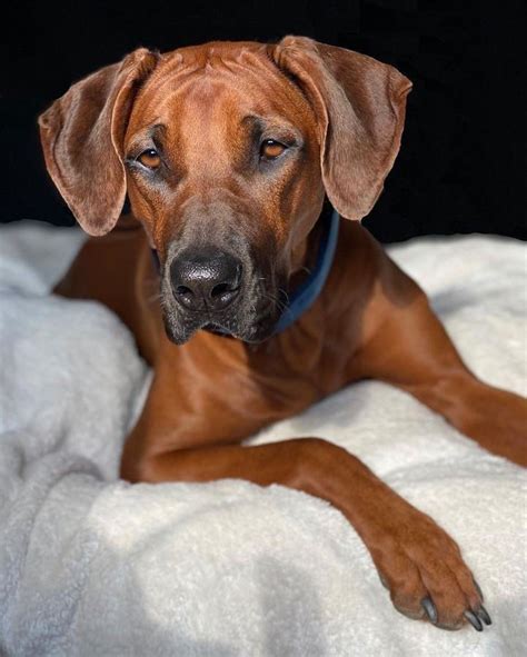 This Cute Rhodesian Ridgeback 🐶 Rcute