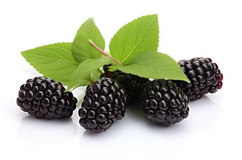Blackberry Clusters With A Soft Shadow On Natural Snack Fresh Fruit