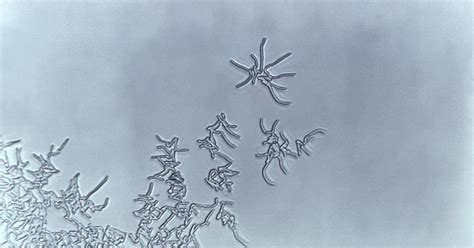 Marine Derived Antibiotics Can Ocean Microbes Help Combat Superbugs