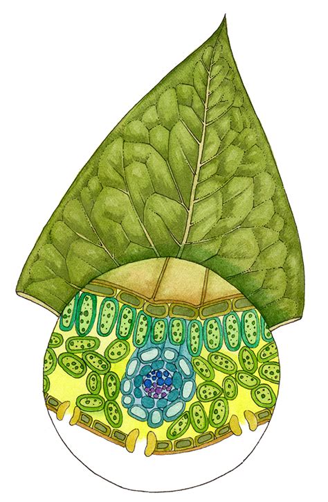 Leaf Cross Section Diagram Lizzie Harper