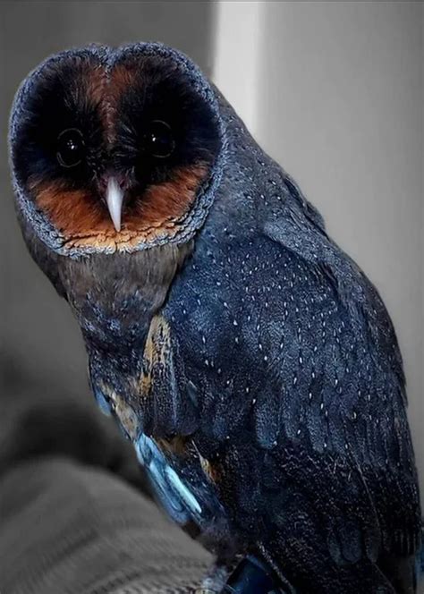 Sowa Płowa Urodziła Się Z Rzadką Mutacją Genetyczną Zwaną Melanizmem Demotywatorypl