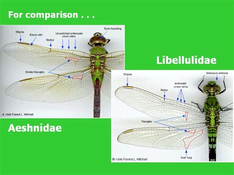 Aeshnidae Junglekeyfr Image