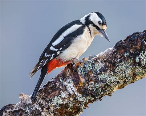 Acorn Woodpecker Bird Britannica