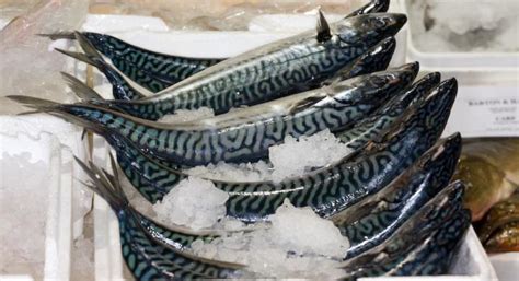 Norway Mackerel Export Prices Continue To Climb Herring Fillets Reach