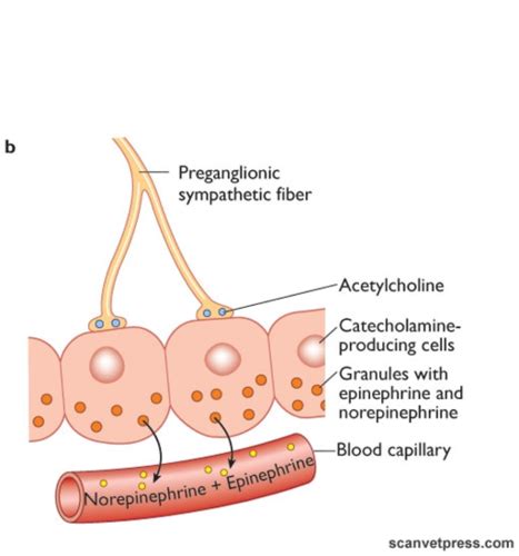 Catecholamines Flashcards Quizlet