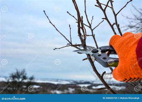 Pruning Trees By Pruning Shears Stock Image Image Of Secateurs Garden 268655725