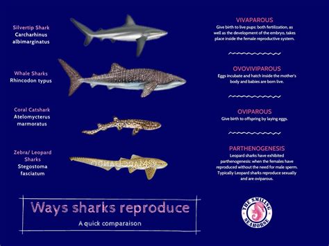 Great White Shark Life Cycle Diagram