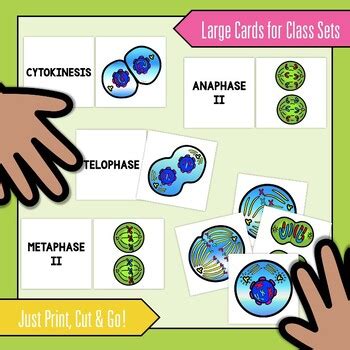 Cell Division Vocabulary Matching Activity Digital And Print Matching
