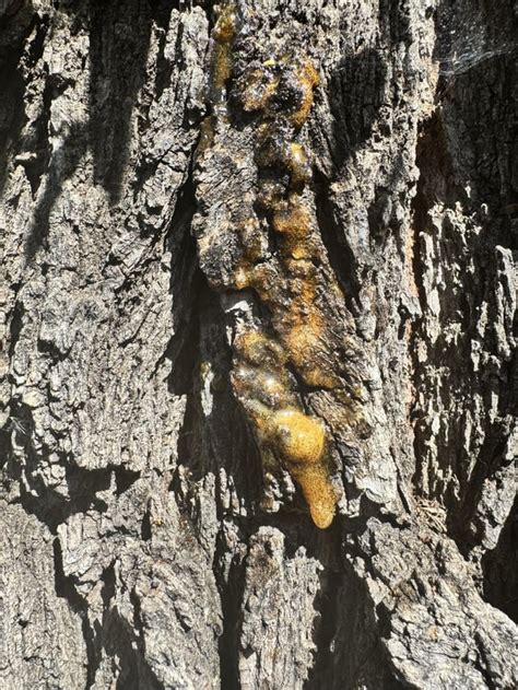 Tree Infested With Bugs R Treeidentification