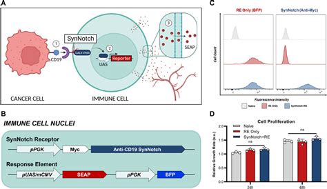 Frontiers A Synthetic Notch Synnotch System Linking Intratumoral Immune Cancer Cell