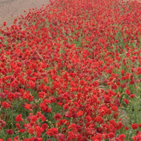 Geum Flore Plena Blazing Sunset Wholesale Seeds And Vegetative