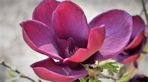 38 Magnolia Trees And Shrubs With Pictures Identification Guide