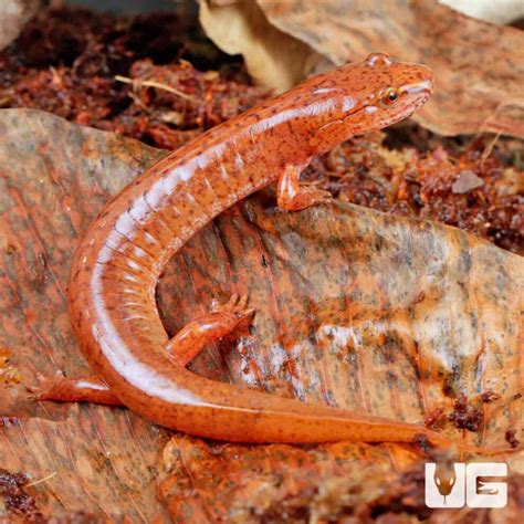Red Spring Salamanders For Sale Underground Reptiles