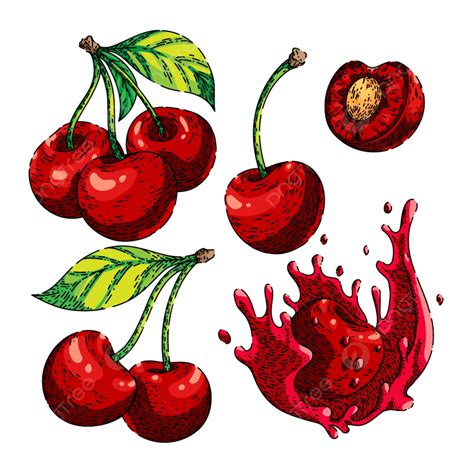 Cherry Red Fruit Set Hand Drawn Vector Japanese Stem Collection Png