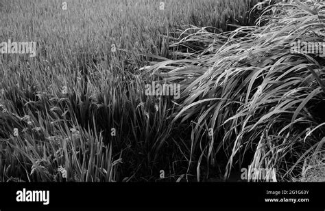 Long Dry Grass Stock Videos And Footage Hd And 4k Video Clips Alamy