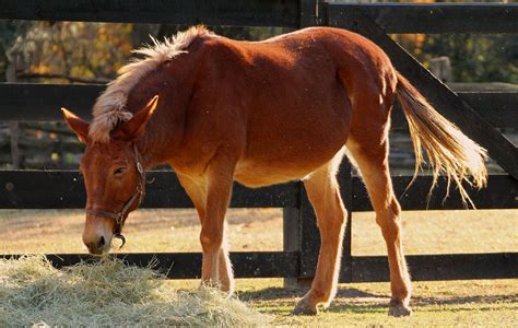 老马的别称和雅称马的别称美名及寓意千里马的别称及美名大山谷图库