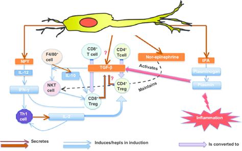 Influence Of The Sympathetic Nervous System And Cytokines On Effector