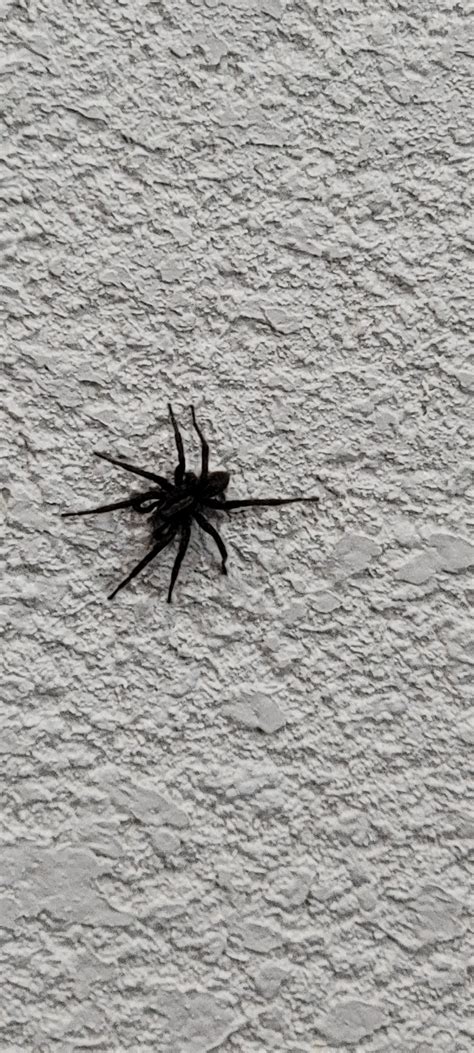 What Spider Is This Juvenile Black Widow Brown Recluse Central