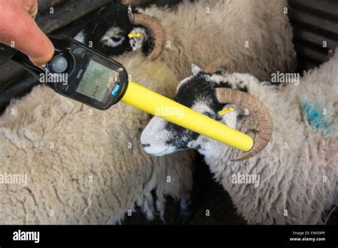 Electronic Identification Device Eid Tag Reader Being Used On Sheep