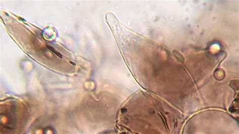 Beginning Microscopy Workshop The Microscope Demystified New York