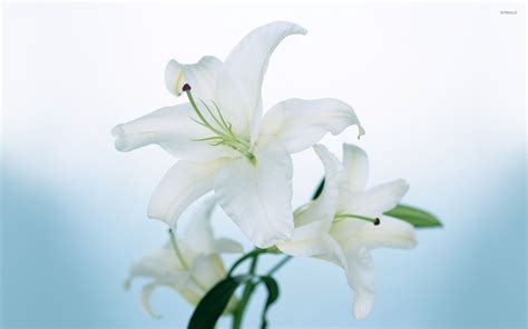 White Lily Wallpaper Flower Wallpapers 4163