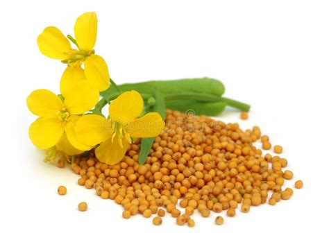 Mustard Flower Edible At Kiara Vaux Blog