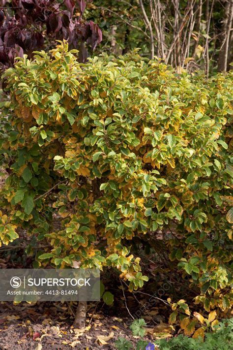 Vernal Witch Hazel Quasimodo In A Garden In Autumn Superstock