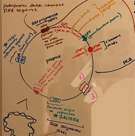 Bio 335 Exam 1 Visuals Flashcards Quizlet