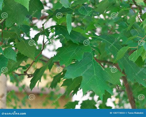 Green Leaves Macro In The Park Stock Image Image Of Green Foliage