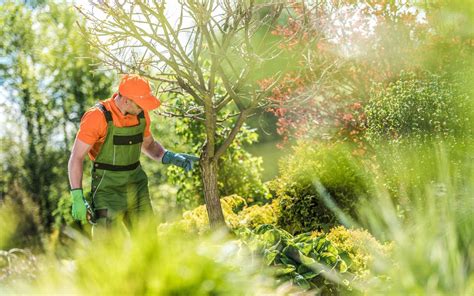 Tree Risk Assessment Vs Regular Arborist Maintenance