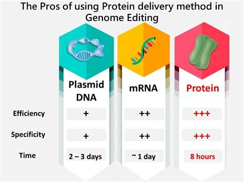 Cas9 Can Be Delivered Via Plasmid Dna Mrna Or Protein Form Tools