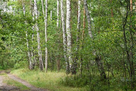 白桦林中的小径