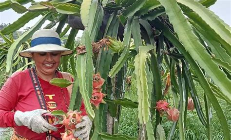 Farmer Earns Rs 16 Million From Dragon Fruit Sales In A Year Redvoicenepal