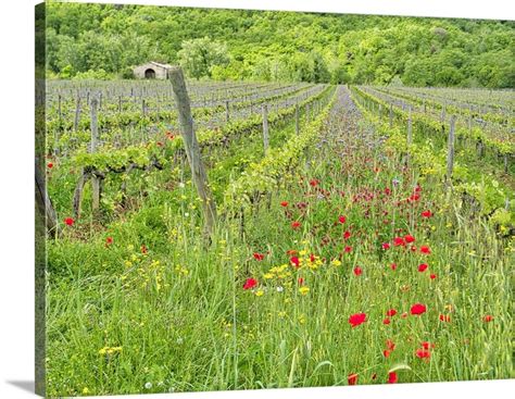 Italy Tuscany Fresh Spring Vineyards With Wildflowers Great Big Canvas