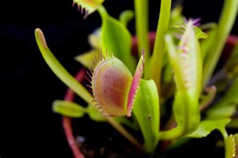 Science Of Leaves Anatomy Arrangement And Adaptations Nature Roamer