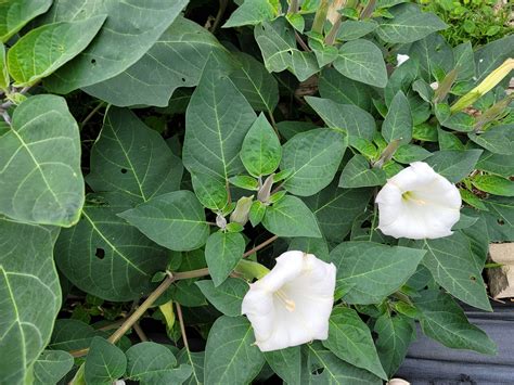 Toxcard Anticholinergic Plant Toxicity Emdocs