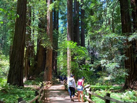5 Ways To Get To Muir Woods From San Francisco Warning Not All Easy