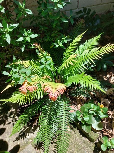 Doodia Aspera Australian Plants Society