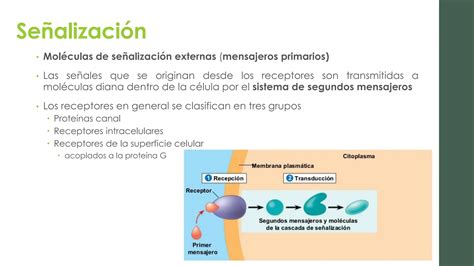 Membrana Celular Funciones Componentes Estructura Pdf