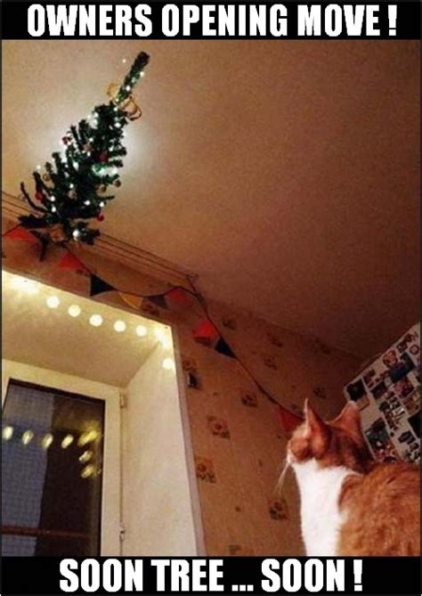 Cat Christmas Tree Meme