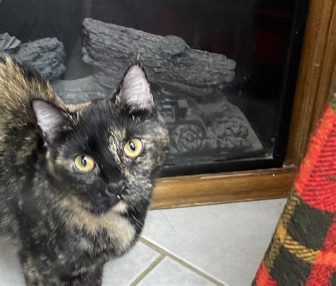 Simona Kitty Connection