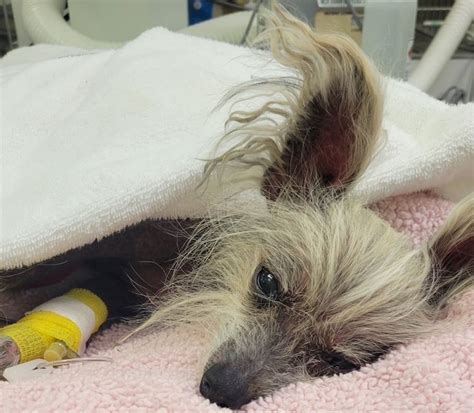 Sunshine Coasts Missing Dog Lulu Dies Shortly After Rescue Victoria