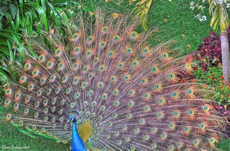 Peacock Courting Display