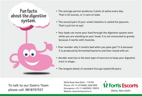 Digestive System Fun Facts Biology Simple