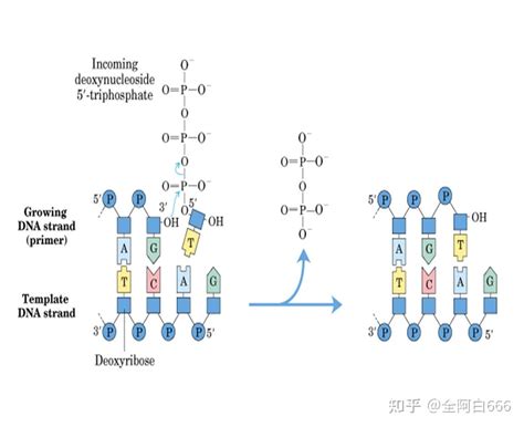 Dna的合成 知乎