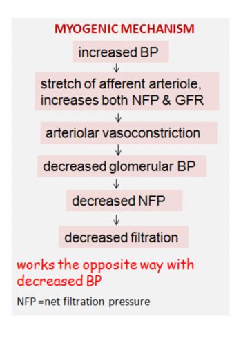 Glomerular Structure And Function Flashcards Quizlet