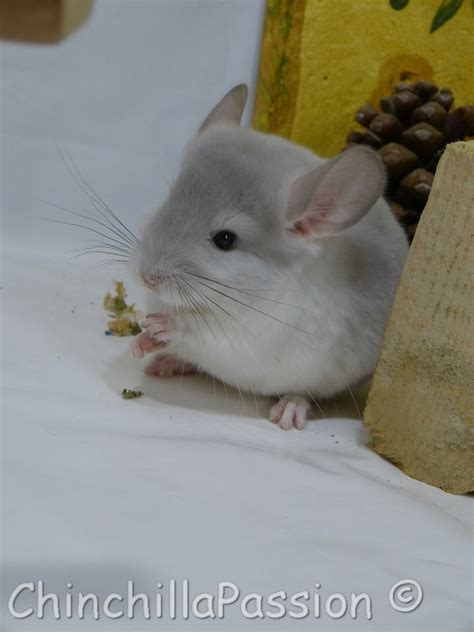 Chinchilla Wilson Violet