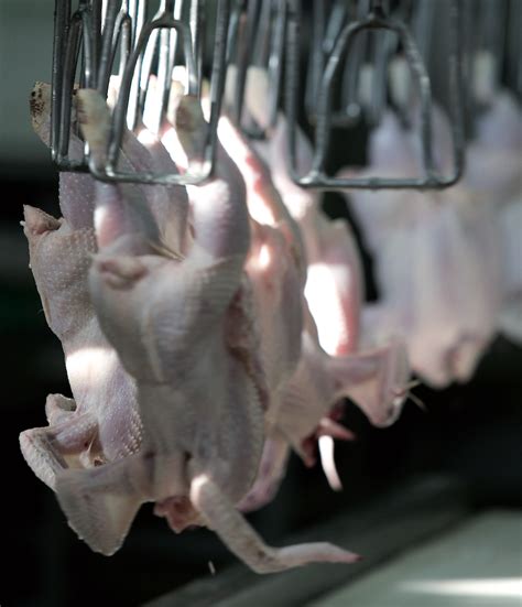 Carcass Picking Removing The Feathers And Protecting The Quality